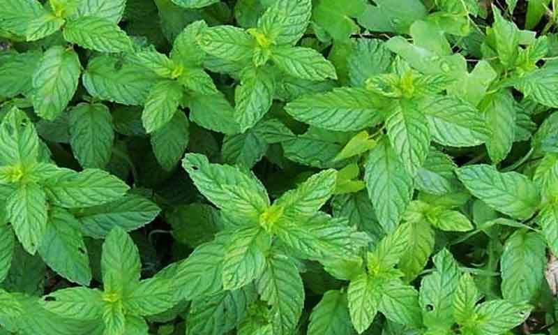 Nane Tohumunun Özellikleri, Faydaları, Kullanımı, Tüketimi