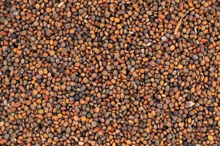 Roka Tohumunun Özellikleri, Faydaları, Kullanımı, Tüketimi