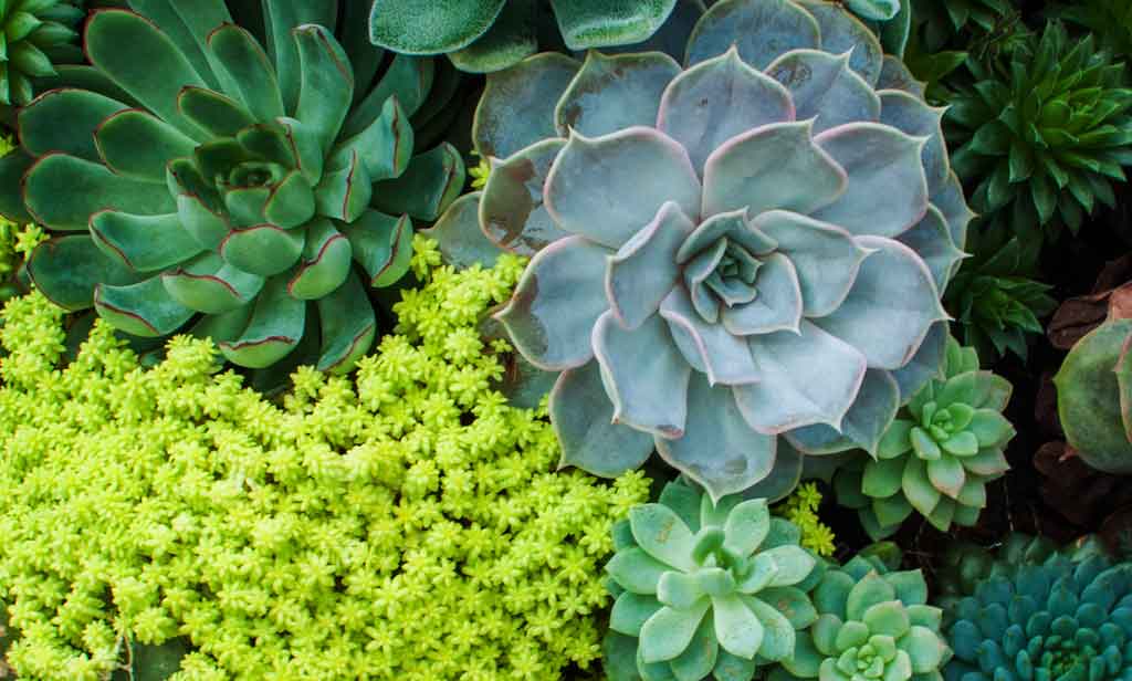 Bitki yaşamının kaynağı - Tohum