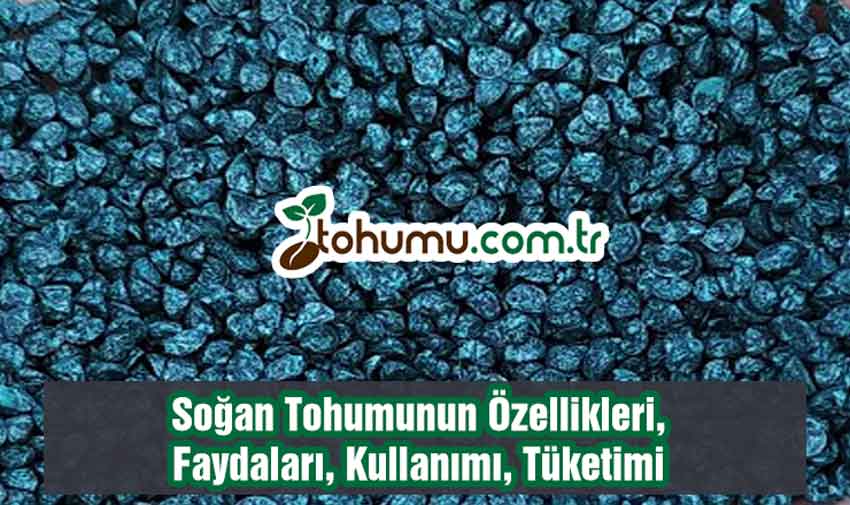 Soğan Tohumunun Özellikleri, Faydaları, Kullanımı, Tüketimi