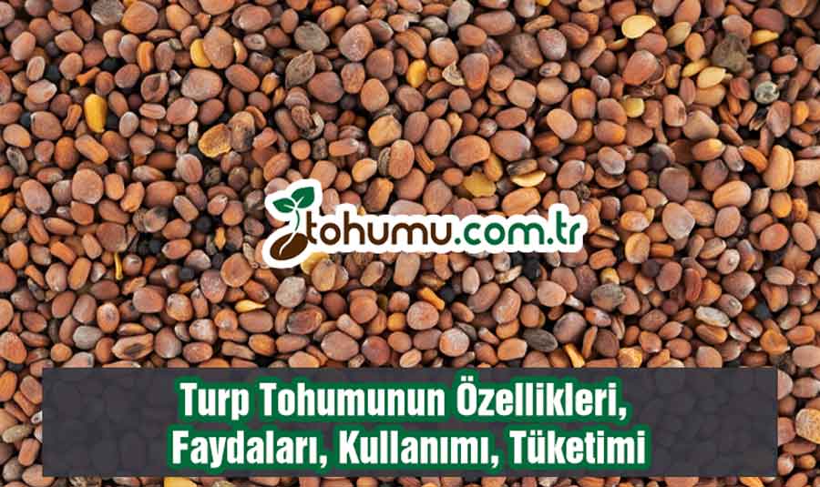 Turp Tohumunun Özellikleri, Faydaları, Kullanımı, Tüketimi - Tohum